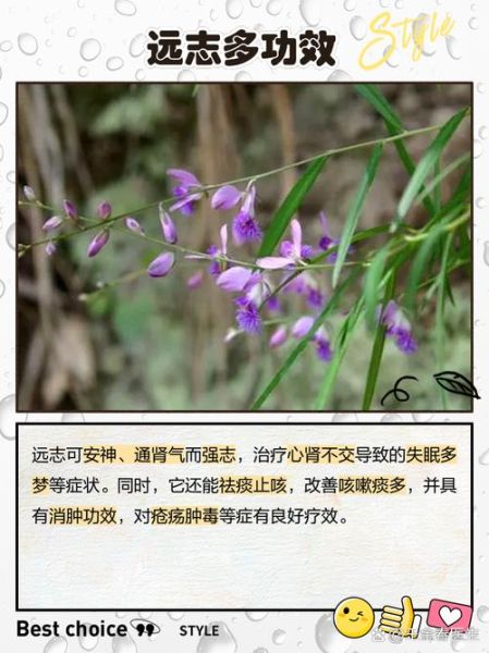 远志和什么搭配治失眠最好_远志配什么安神助眠-第3张图片-山城妙识 远志和什么搭配治失眠最好_远志配什么安神助眠-第3张图片-山城妙识