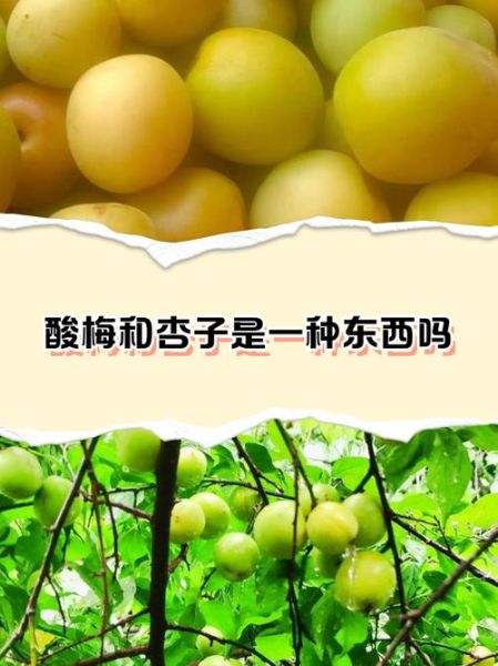 杏仁酸是果酸吗_杏仁酸和果酸区别-第3张图片-山城妙识 杏仁酸是果酸吗_杏仁酸和果酸区别-第3张图片-山城妙识