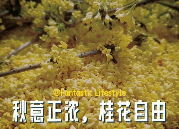 桂花怎么晒干不变色_桂花晒干不变色的方法-第1张图片-山城妙识