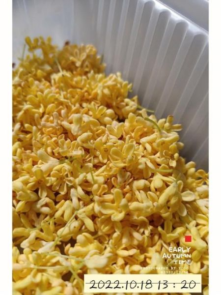 桂花怎么晒干不变色_桂花晒干不变色的方法-第2张图片-山城妙识