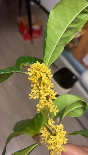 桂花怎么晒干不变色_桂花晒干不变色的方法-第3张图片-山城妙识