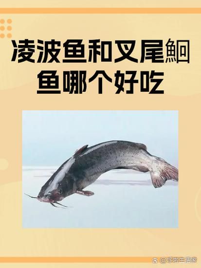 白鮰鱼和黑鮰鱼哪个贵_价格差异原因-第1张图片-山城妙识 白鮰鱼和黑鮰鱼哪个贵_价格差异原因-第1张图片-山城妙识