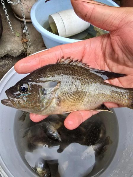 太阳鱼和鲈鱼哪个营养价值高_太阳鱼和鲈鱼营养区别-第3张图片-山城妙识 太阳鱼和鲈鱼哪个营养价值高_太阳鱼和鲈鱼营养区别-第3张图片-山城妙识