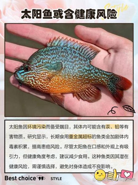 太阳鱼和鲈鱼哪个营养价值高_太阳鱼和鲈鱼营养区别-第2张图片-山城妙识 太阳鱼和鲈鱼哪个营养价值高_太阳鱼和鲈鱼营养区别-第2张图片-山城妙识