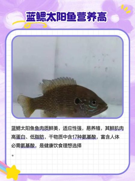 太阳鱼和鲈鱼哪个营养价值高_太阳鱼和鲈鱼营养区别-第1张图片-山城妙识 太阳鱼和鲈鱼哪个营养价值高_太阳鱼和鲈鱼营养区别-第1张图片-山城妙识