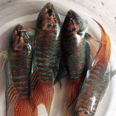 墨斗鱼怎么赚钱_墨斗鱼新手必看-第1张图片-山城妙识 墨斗鱼怎么赚钱_墨斗鱼新手必看-第1张图片-山城妙识