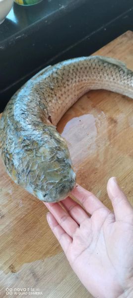 梭鱼怎么做好吃_家常红烧梭鱼做法-第3张图片-山城妙识 梭鱼怎么做好吃_家常红烧梭鱼做法-第3张图片-山城妙识