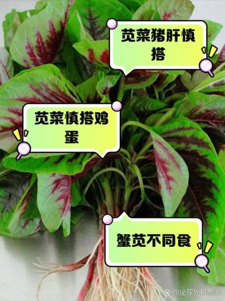 吃苋菜有什么禁忌_苋菜不能和什么一起吃-第3张图片-山城妙识