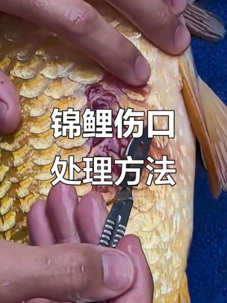 鱼炸鳞是什么原因_鱼炸鳞怎么治疗-第2张图片-山城妙识