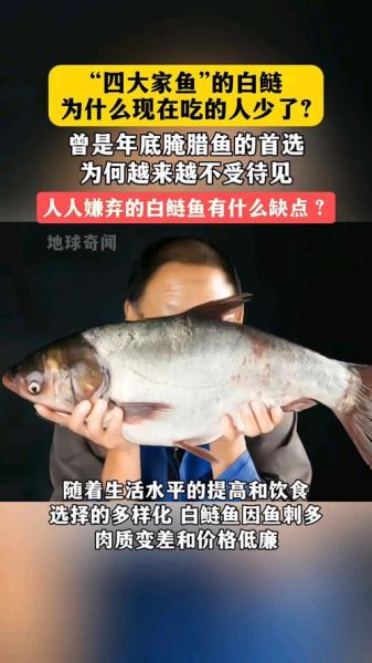 白鲢鱼为什么脏_白鲢鱼到底脏到什么程度-第2张图片-山城妙识