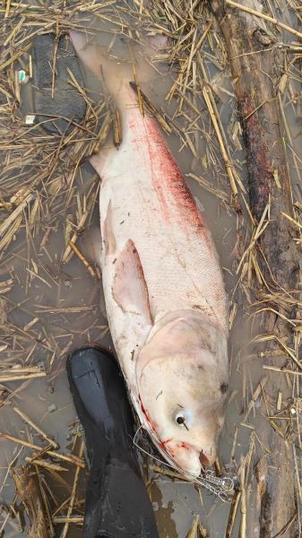 白鲢鱼为什么脏_白鲢鱼到底脏到什么程度-第3张图片-山城妙识