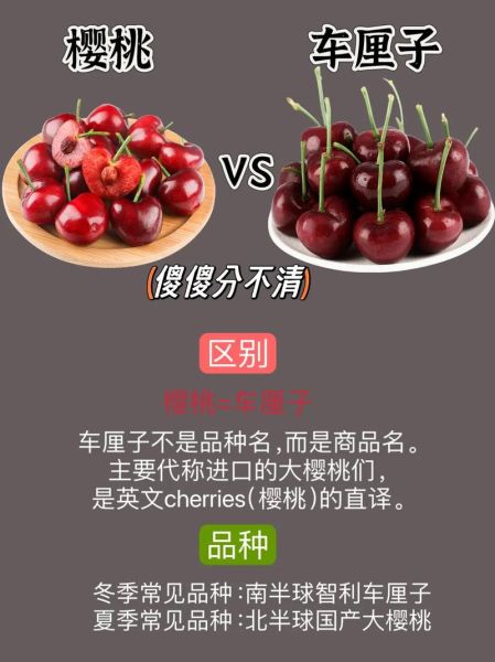 车厘子是樱桃吗_车厘子和樱桃的区别-第1张图片-山城妙识 车厘子是樱桃吗_车厘子和樱桃的区别-第1张图片-山城妙识