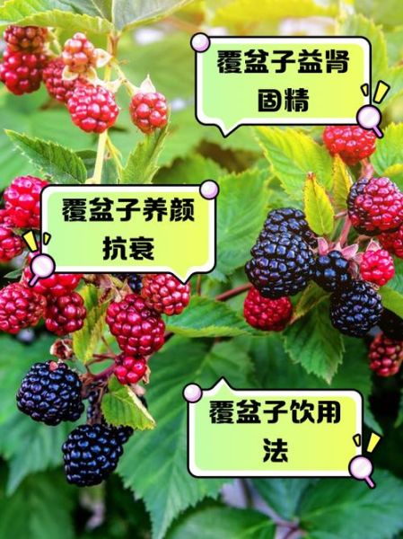 覆盆子的根有什么功效_覆盆子根泡水喝的禁忌-第1张图片-山城妙识 覆盆子的根有什么功效_覆盆子根泡水喝的禁忌-第1张图片-山城妙识