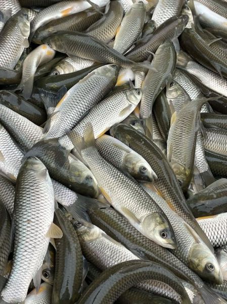 常见鱼苗图片大全_如何分辨不同品种-第2张图片-山城妙识 常见鱼苗图片大全_如何分辨不同品种-第2张图片-山城妙识