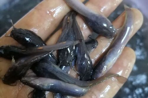 常见鱼苗图片大全_如何分辨不同品种-第3张图片-山城妙识 常见鱼苗图片大全_如何分辨不同品种-第3张图片-山城妙识