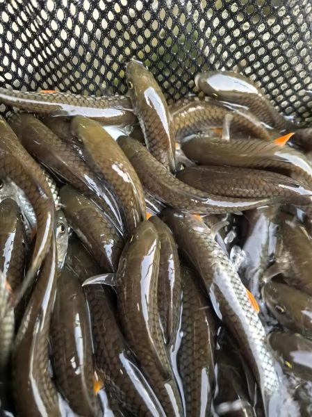 常见鱼苗图片大全_如何分辨不同品种-第1张图片-山城妙识 常见鱼苗图片大全_如何分辨不同品种-第1张图片-山城妙识