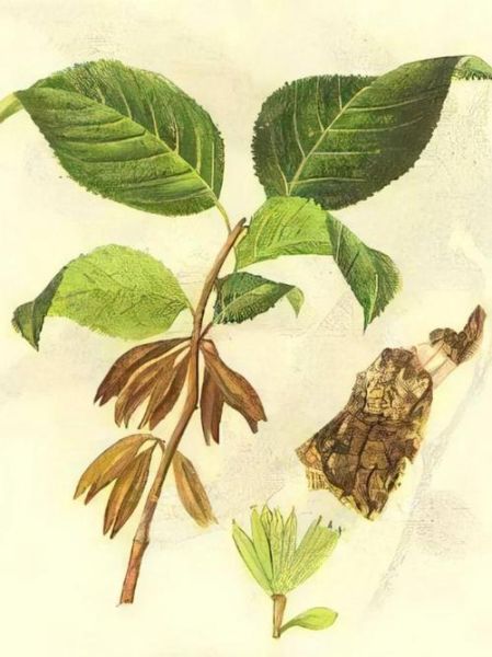 杜仲茶的功效与作用_杜仲茶怎么喝才降血压-第1张图片-山城妙识 杜仲茶的功效与作用_杜仲茶怎么喝才降血压-第1张图片-山城妙识