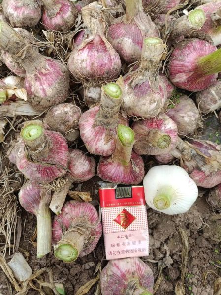 杞县大蒜今日价格_杞县大蒜多少钱一斤-第1张图片-山城妙识