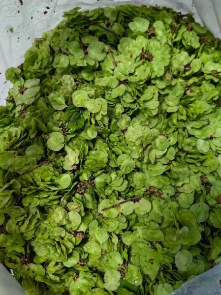 榆钱儿怎么做好吃_榆钱儿有哪些功效-第1张图片-山城妙识 榆钱儿怎么做好吃_榆钱儿有哪些功效-第1张图片-山城妙识