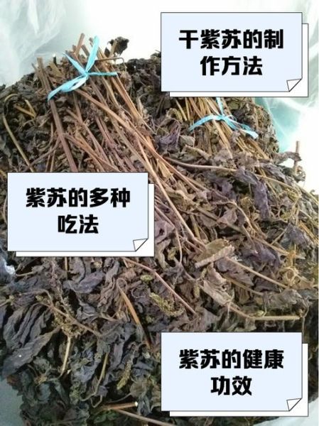 干紫苏叶怎么吃_干紫苏叶泡水喝的正确方法-第1张图片-山城妙识 干紫苏叶怎么吃_干紫苏叶泡水喝的正确方法-第1张图片-山城妙识