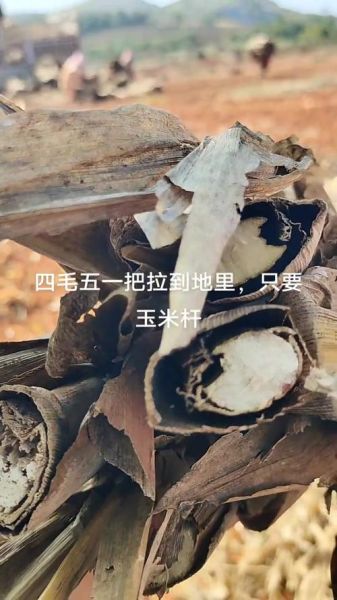山药怎么种_山药种植视频教程-第2张图片-山城妙识 山药怎么种_山药种植视频教程-第2张图片-山城妙识