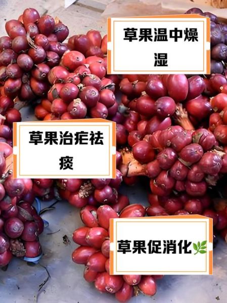 草果的功效与作用用量_草果一天吃多少克合适-第3张图片-山城妙识