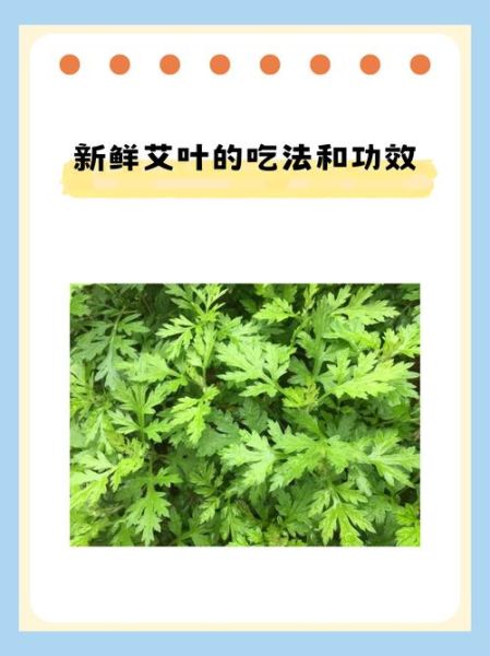 艾叶的功效与作用_艾叶的禁忌症及副作用-第3张图片-山城妙识