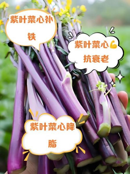 紫菜的功效与作用_紫菜不能和什么一起吃-第3张图片-山城妙识 紫菜的功效与作用_紫菜不能和什么一起吃-第3张图片-山城妙识