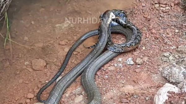 眼镜王蛇vs王锦蛇谁厉害_眼镜王蛇能咬死王锦蛇吗-第2张图片-山城妙识 眼镜王蛇vs王锦蛇谁厉害_眼镜王蛇能咬死王锦蛇吗-第2张图片-山城妙识