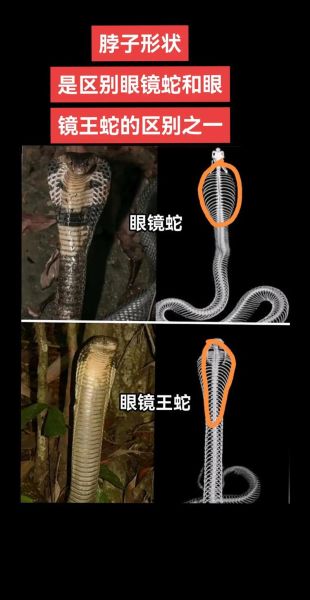 眼镜王蛇vs王锦蛇谁厉害_眼镜王蛇能咬死王锦蛇吗-第1张图片-山城妙识 眼镜王蛇vs王锦蛇谁厉害_眼镜王蛇能咬死王锦蛇吗-第1张图片-山城妙识
