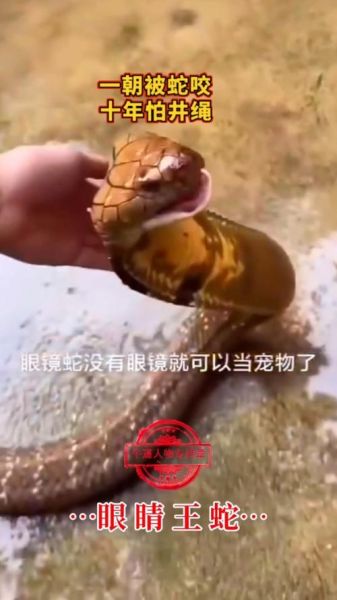 眼镜王蛇vs王锦蛇谁厉害_眼镜王蛇能咬死王锦蛇吗-第3张图片-山城妙识 眼镜王蛇vs王锦蛇谁厉害_眼镜王蛇能咬死王锦蛇吗-第3张图片-山城妙识