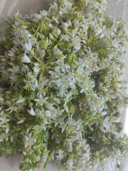 韭菜花怎么腌制不变黄_韭菜花腌制不变色的方法-第1张图片-山城妙识 韭菜花怎么腌制不变黄_韭菜花腌制不变色的方法-第1张图片-山城妙识