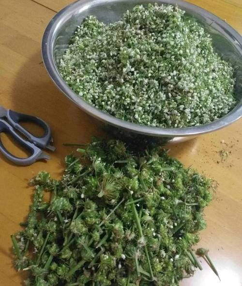 韭菜花怎么腌制不变黄_韭菜花腌制不变色的方法-第2张图片-山城妙识 韭菜花怎么腌制不变黄_韭菜花腌制不变色的方法-第2张图片-山城妙识