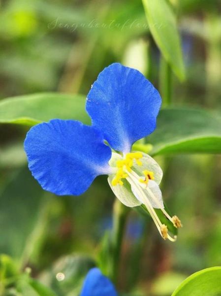 鸭跖草用什么除草剂能彻底打死_鸭跖草防治最佳药剂推荐-第1张图片-山城妙识 鸭跖草用什么除草剂能彻底打死_鸭跖草防治最佳药剂推荐-第1张图片-山城妙识