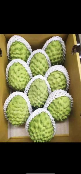 释迦果怎么吃_释迦果的吃法有哪些-第3张图片-山城妙识 释迦果怎么吃_释迦果的吃法有哪些-第3张图片-山城妙识