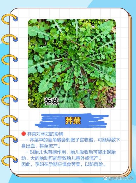 怀孕不能吃什么菜_孕妇最忌讳的三种蔬菜-第1张图片-山城妙识 怀孕不能吃什么菜_孕妇最忌讳的三种蔬菜-第1张图片-山城妙识