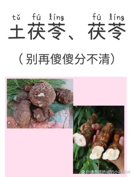 土茯苓的功效与作用及禁忌_土茯苓怎么吃才安全-第3张图片-山城妙识