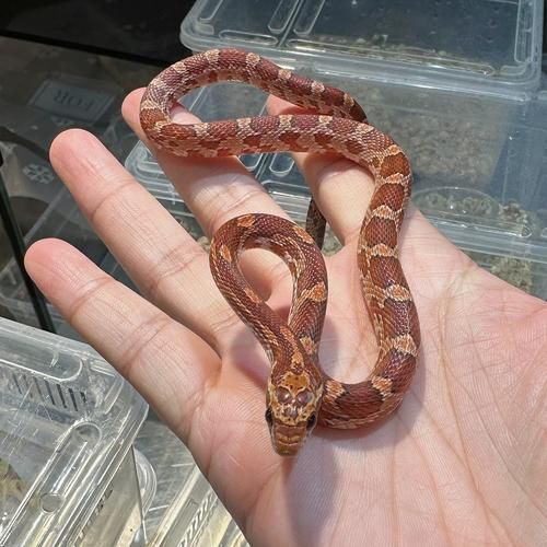 玉米蛇能长多大_玉米蛇最大能长多长-第1张图片-山城妙识 玉米蛇能长多大_玉米蛇最大能长多长-第1张图片-山城妙识