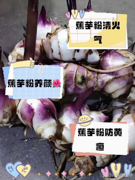 蕉芋是什么植物_蕉芋的功效与作用-第2张图片-山城妙识 蕉芋是什么植物_蕉芋的功效与作用-第2张图片-山城妙识