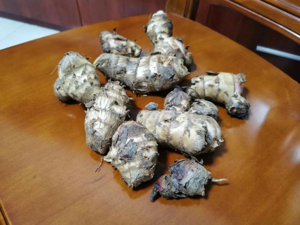 蕉芋是什么植物_蕉芋的功效与作用-第3张图片-山城妙识 蕉芋是什么植物_蕉芋的功效与作用-第3张图片-山城妙识