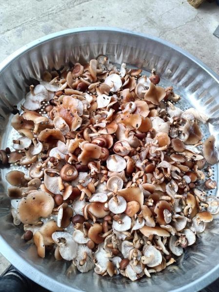 新鲜松蘑怎么清洗_松蘑炖鸡的做法窍门-第1张图片-山城妙识