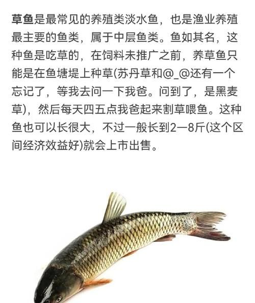 鳙怎么读拼音_鳙鱼读音是什么-第3张图片-山城妙识 鳙怎么读拼音_鳙鱼读音是什么-第3张图片-山城妙识