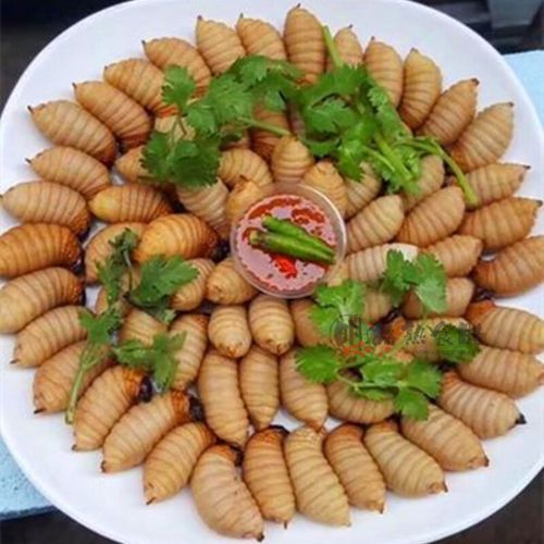 竹虫成虫长什么样_竹虫成虫能吃吗-第3张图片-山城妙识 竹虫成虫长什么样_竹虫成虫能吃吗-第3张图片-山城妙识