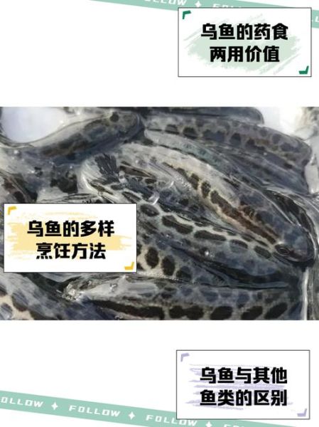 小乌鱼图片_小乌鱼怎么养-第1张图片-山城妙识 小乌鱼图片_小乌鱼怎么养-第1张图片-山城妙识