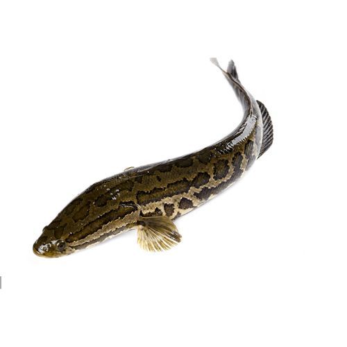 小乌鱼图片_小乌鱼怎么养-第3张图片-山城妙识 小乌鱼图片_小乌鱼怎么养-第3张图片-山城妙识