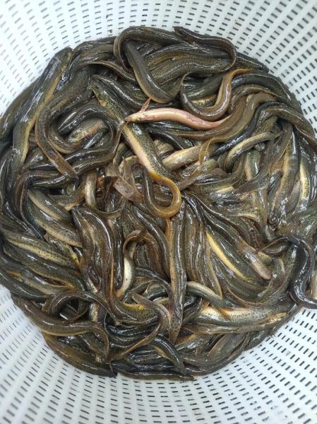 小乌鱼图片_小乌鱼怎么养-第2张图片-山城妙识 小乌鱼图片_小乌鱼怎么养-第2张图片-山城妙识