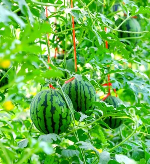 夏季水果有哪些种类_夏天吃什么水果最解暑-第2张图片-山城妙识 夏季水果有哪些种类_夏天吃什么水果最解暑-第2张图片-山城妙识