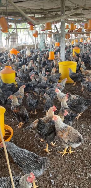 芦花鸡多少钱一斤_芦花鸡价格行情-第1张图片-山城妙识 芦花鸡多少钱一斤_芦花鸡价格行情-第1张图片-山城妙识