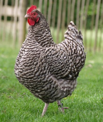 芦花鸡多少钱一斤_芦花鸡价格行情-第3张图片-山城妙识 芦花鸡多少钱一斤_芦花鸡价格行情-第3张图片-山城妙识