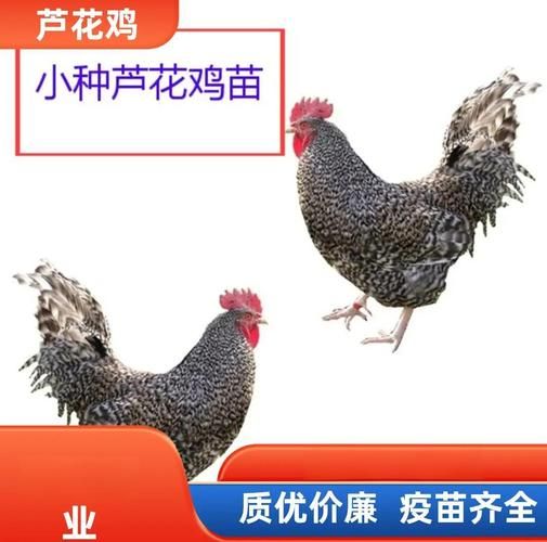 芦花鸡多少钱一斤_芦花鸡价格行情-第2张图片-山城妙识 芦花鸡多少钱一斤_芦花鸡价格行情-第2张图片-山城妙识